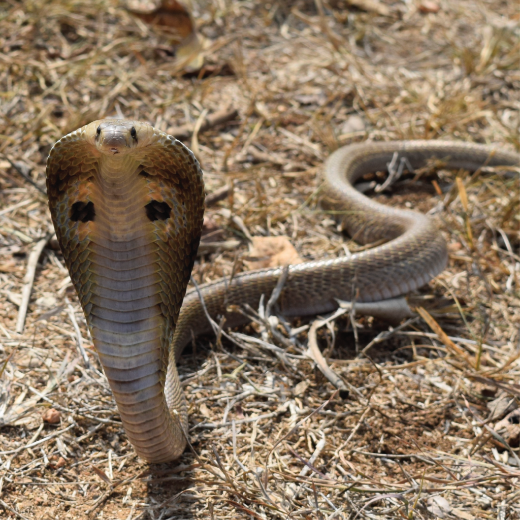 SNAKE – without text | One Planet Academy || English