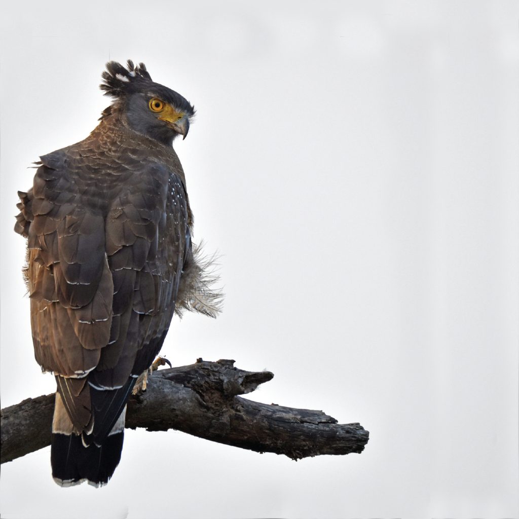 Courses | One Planet Academy | WWF-India | A digital learning ...