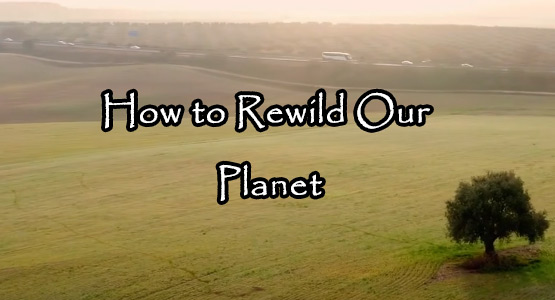 How-to-Rewild-Our-Planet | One Planet Academy || English