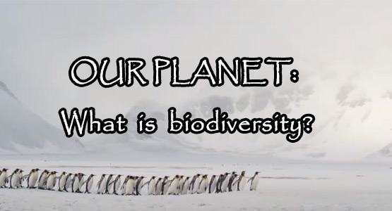 OUR-PLANET-What-is-biodiversity | One Planet Academy || English