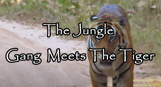 The-Jungle-Gang-Meets-the-Tiger | One Planet Academy | WWF-India | A ...