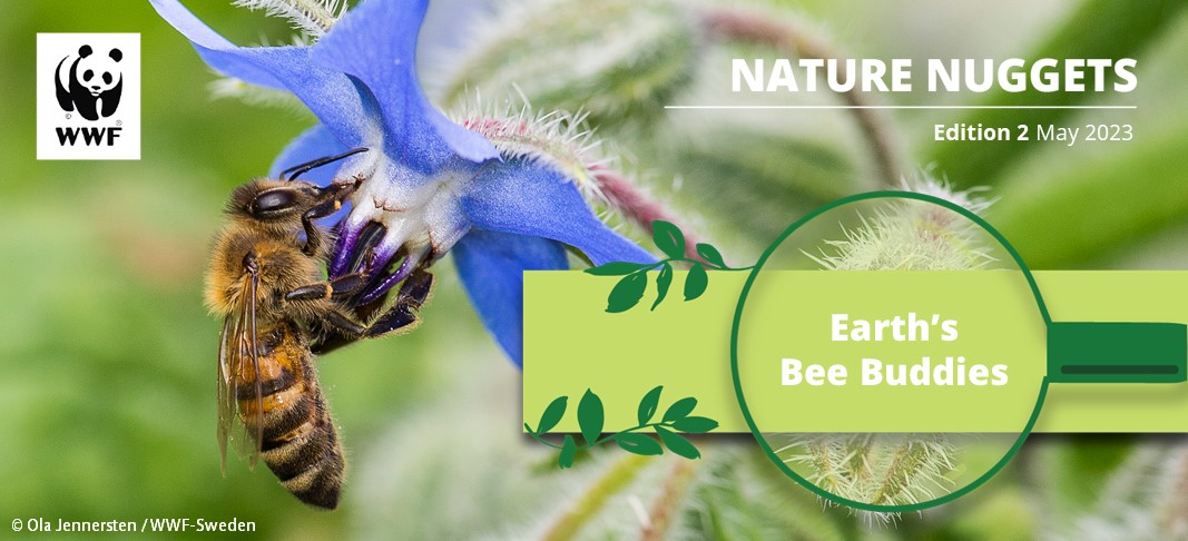 EARTH’S BEE BUDDIES | One Planet Academy | WWF-India | A digital ...