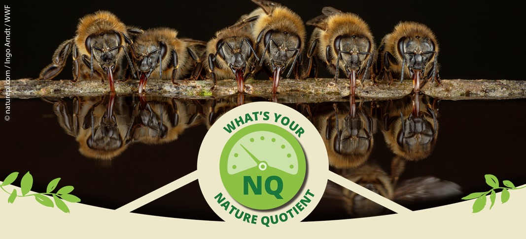 EARTH’S BEE BUDDIES | One Planet Academy | WWF-India | A digital ...