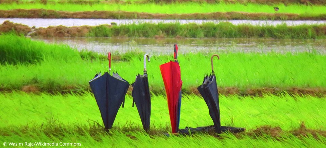 Monsoon Buzz: What Animals Do When It Rains | One Planet Academy | WWF ...